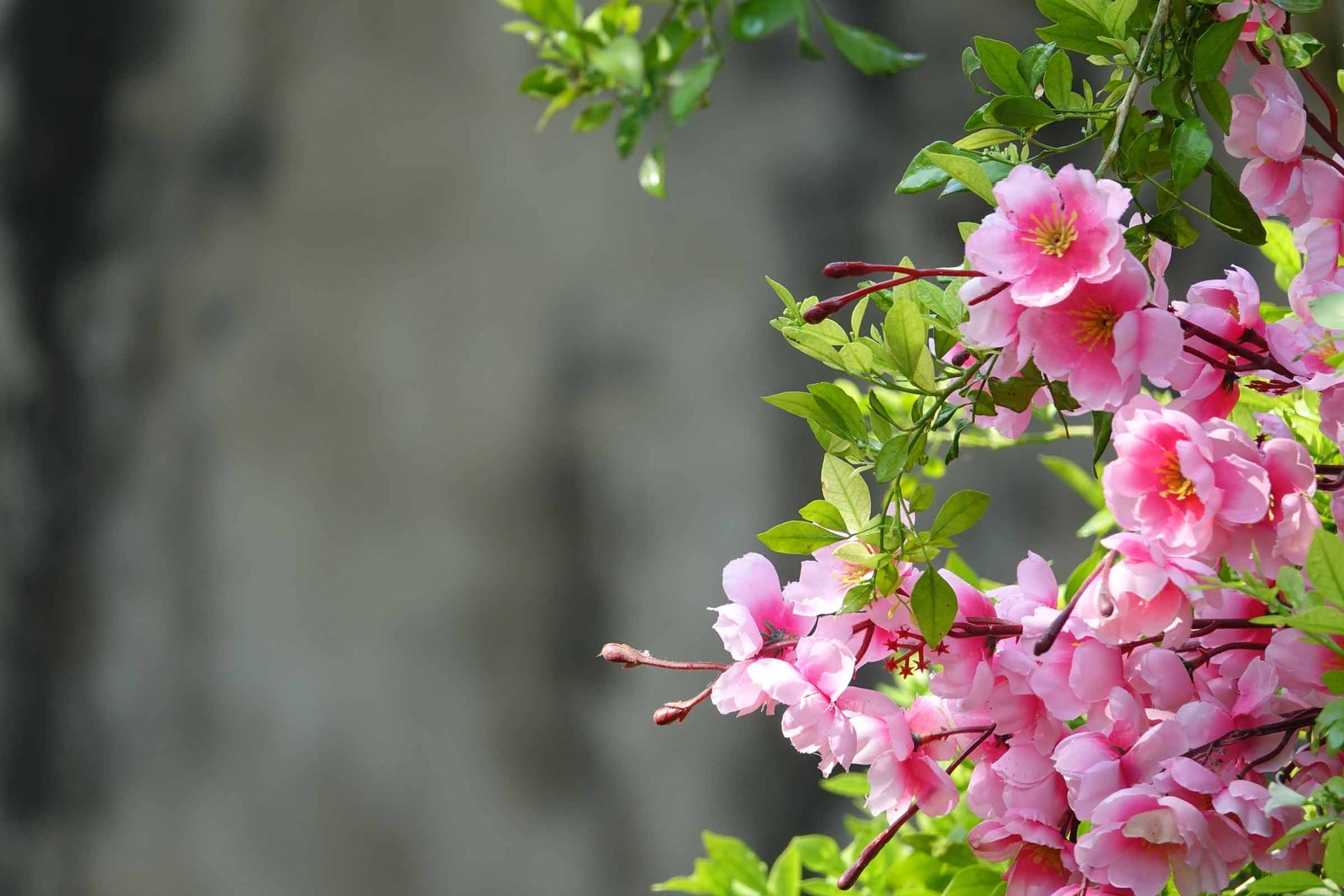 How To Give Your Garden A Burst Of Colour All Year Round - Cornerstone ...