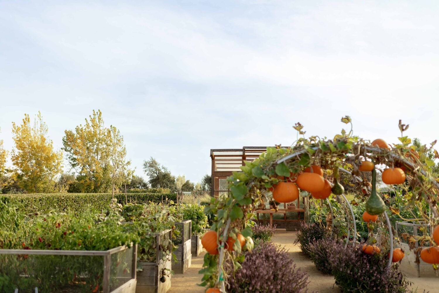 Gardens - Cornerstone Sonoma
