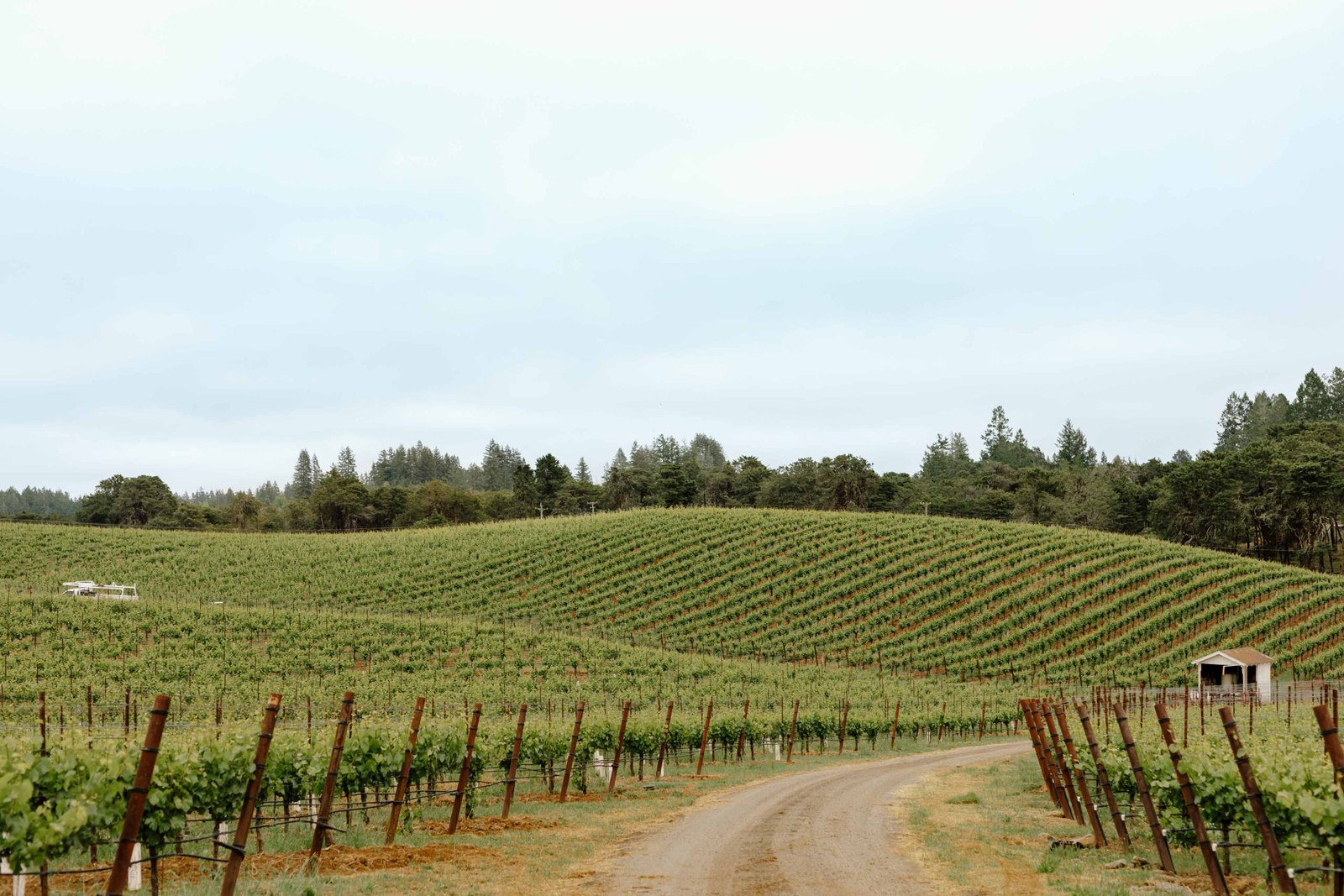 The Best Wineries (and More) To Visit In Sonoma Right Now - Cornerstone ...