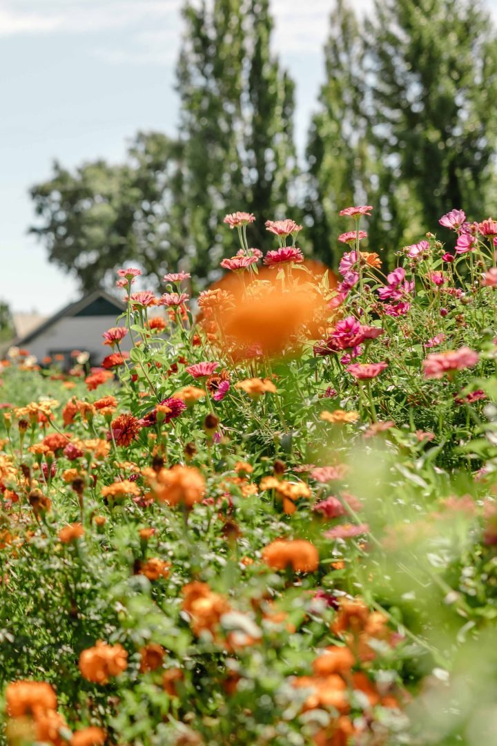 Gardens - Cornerstone Sonoma